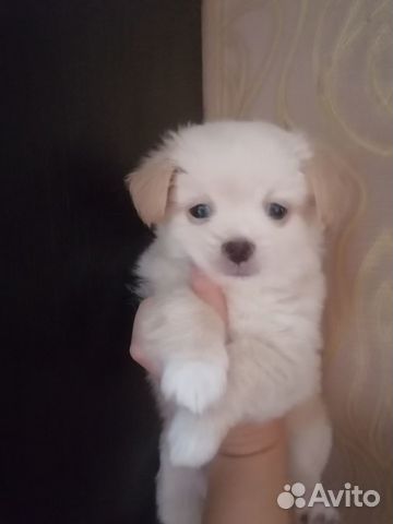 Щенок длиношорстного чихуахуа