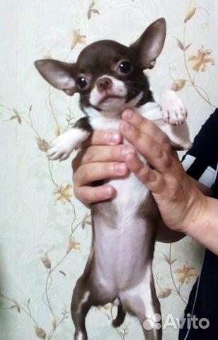Продаю щенка чихуахуа, девочка. Четыре месяца