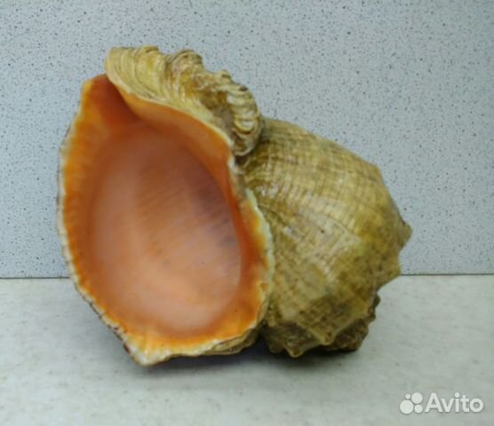 Рапан 11,7 морская ракушка раковина