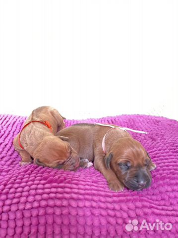 Щенки Родезийского риджбека