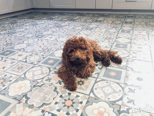 Продается щенок пудель миниатюрный девочка 3.5 мес