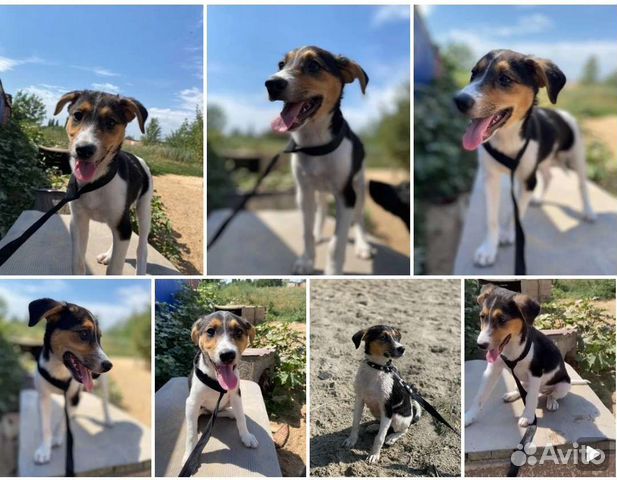 Собака девочка, Лайма ищет дом