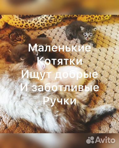 Котята в добрые руки 1 месяц