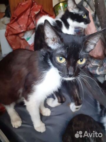 Кошка- мышка