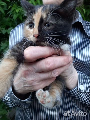 Маленький Котенок ищет маму в добрые руки
