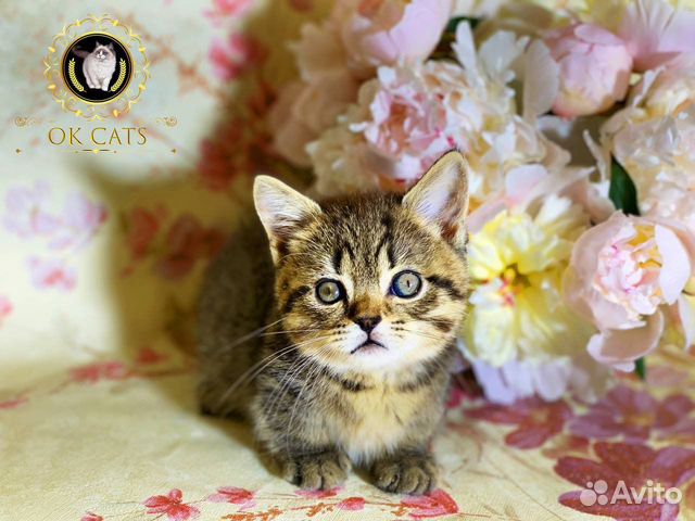 Котёнок манчкин супермини