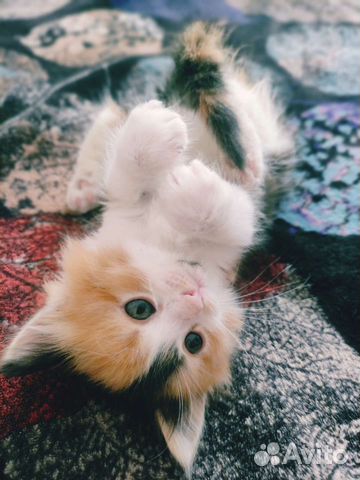 Котёнок в дар