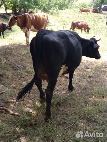 Коровы на молоко
