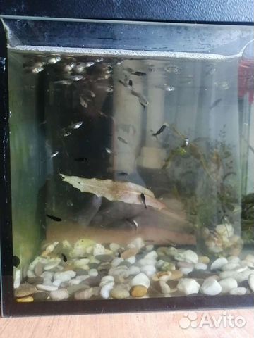 Аквариумные рыбки