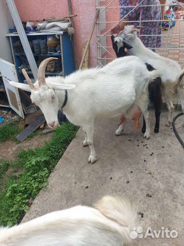 Зааненская дойная коза