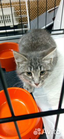 Тимоша хочет домой