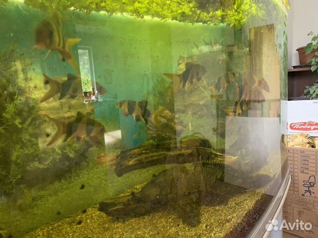 Отдам рыбок Птерикоплихт, боция клоун