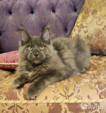 Красавица Джоконда