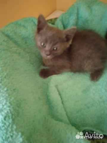 Котенок