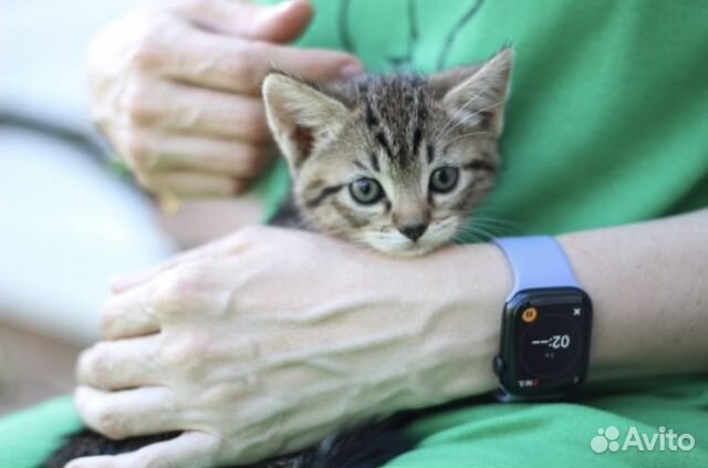 Котёнок в добрые руки