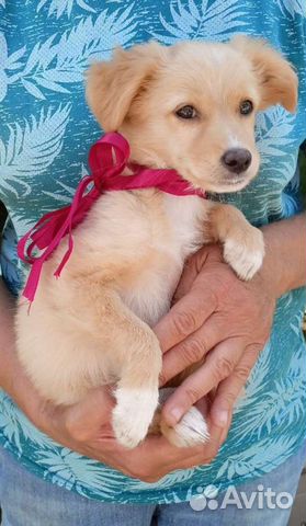 Щенок малорослой собаки 5 кг в добрые руки