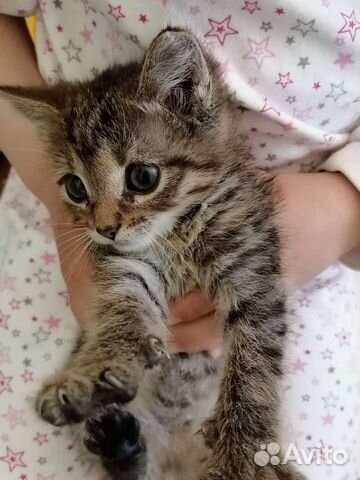 Котенок, 1,5 месяца в добрые руки