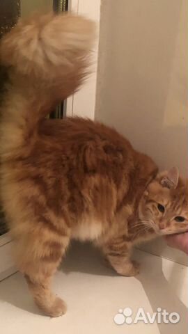Котик, пристраиваем в добрые рки