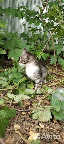 Котенок на дереве