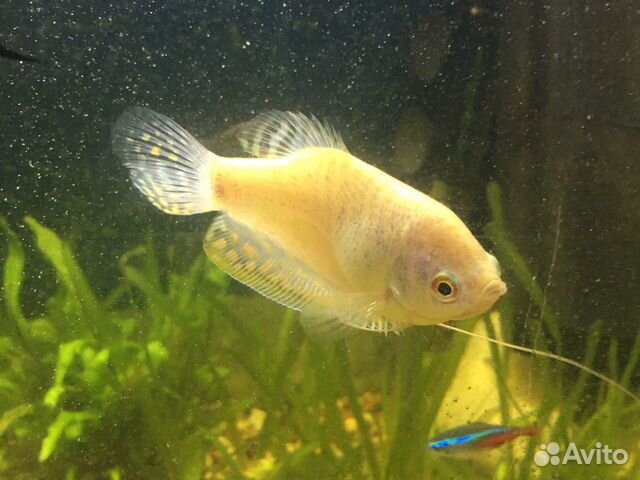 Отдам бесплатно рыбок, две скалярии, одна гурами