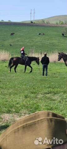 Лошадь жеребец