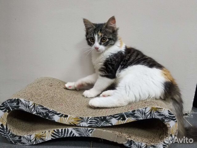 Кошка Мелиса в дар