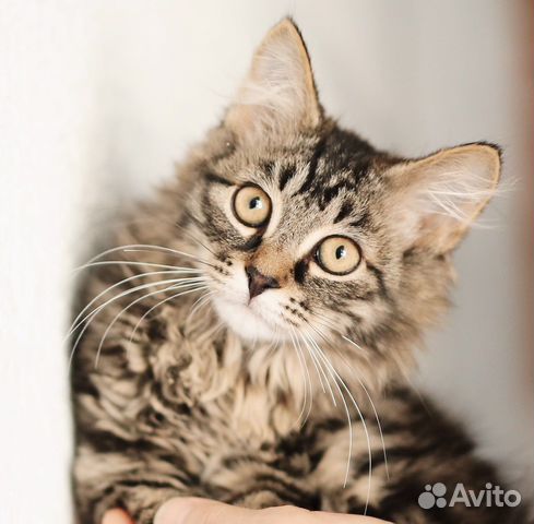 Котёнок добрый Сибирский 4 мес