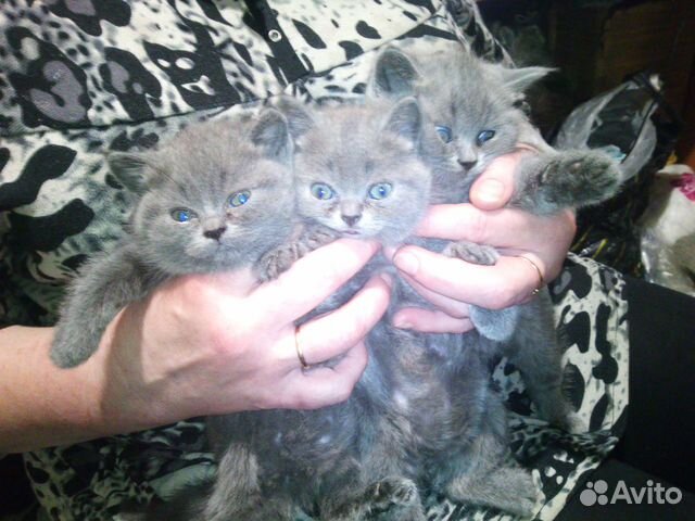 Британские котята голубой окрас