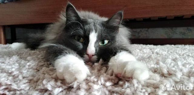 Кошка в дар бесплатно