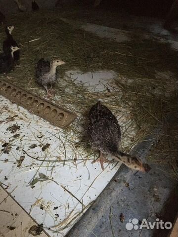 Индюки индюшата