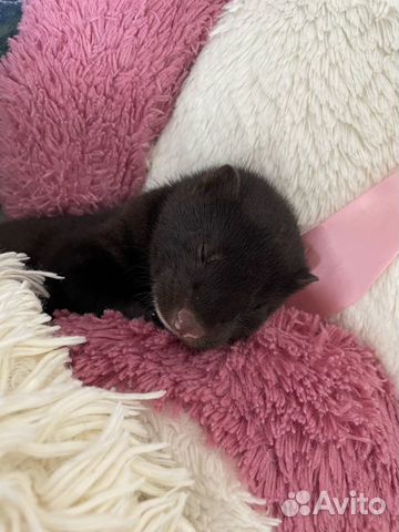 Продаётся щенок норки
