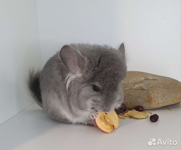 Ангорская фиолетовая шиншилла девочка 2,5 мес