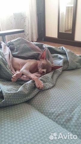 Эльф страйт