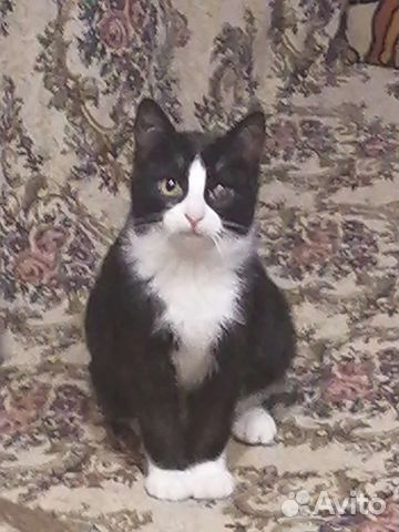 Котенок Барсик в добрые руки