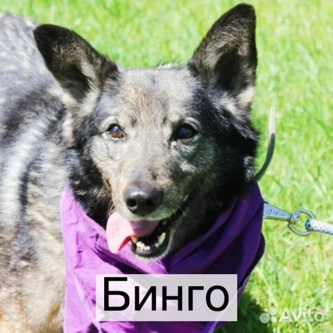 Бинго - собака, спосоьная подарить счастье