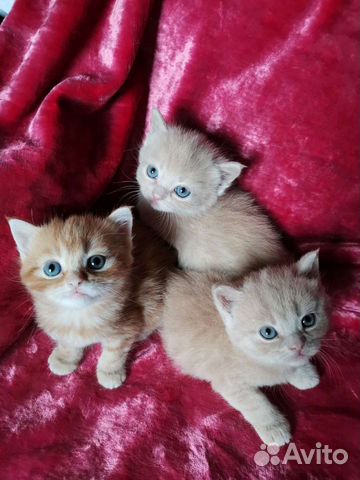 Кошки породистые бесплатно