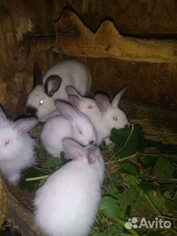 Калифорнийские кролики