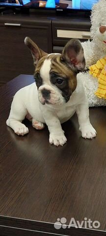 Французская принцесса