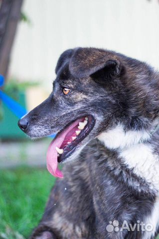 Собака в семью