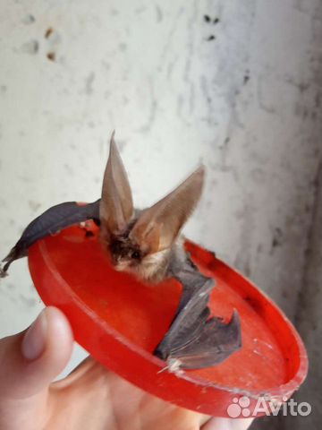Летучия мыш ручная