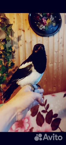 Сороченок (птенец сороки)