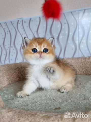 Плюшевая золотуля