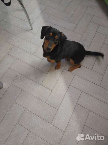 Кроличья такса