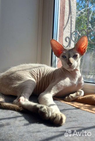 Котята петерболд
