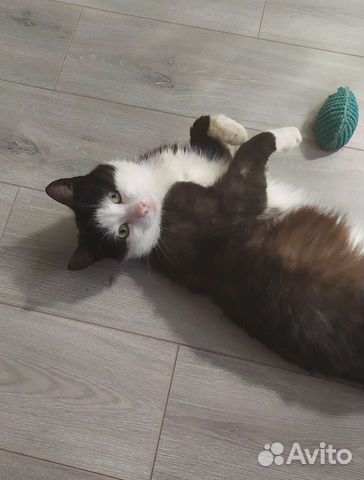 Кот, +/ 1,5 года, вик+