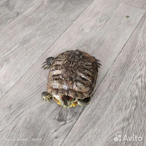 Черепаха водная подарю