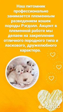 Кошка регдолл