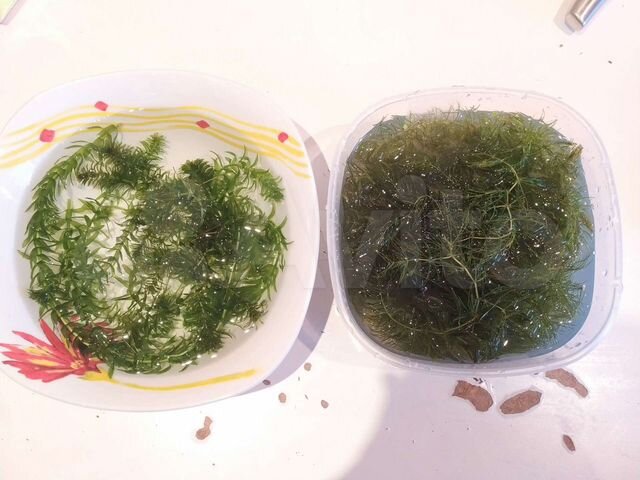 Аквариумное растение. Элодея. Роголистник