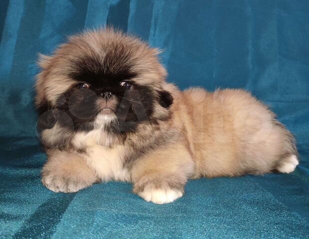 Пекинес, мальчик красавчик