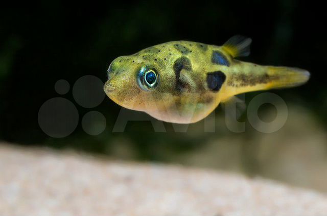 Карликовый тетраодон